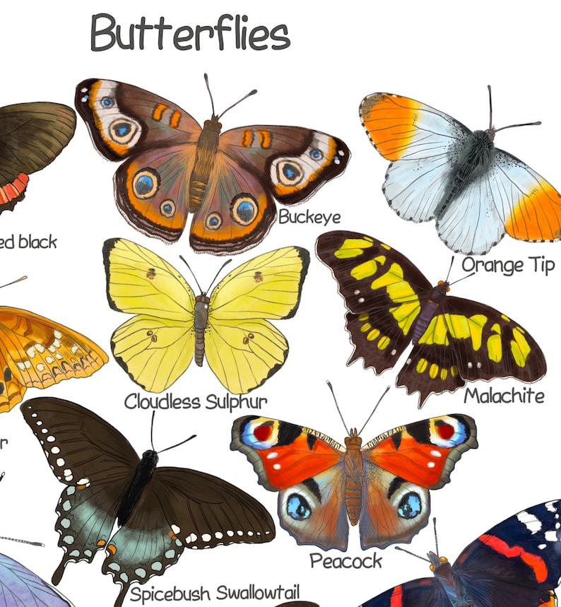 Butterfly Poster Nature Educational Posters Charlotte Mason ...