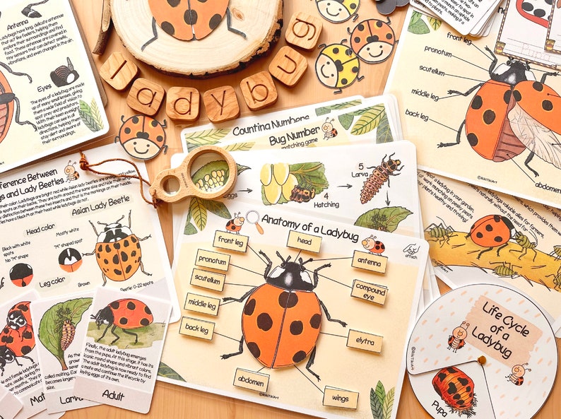 Ladybug Unit Study Homeschool Spring Printables Charlotte Mason ...