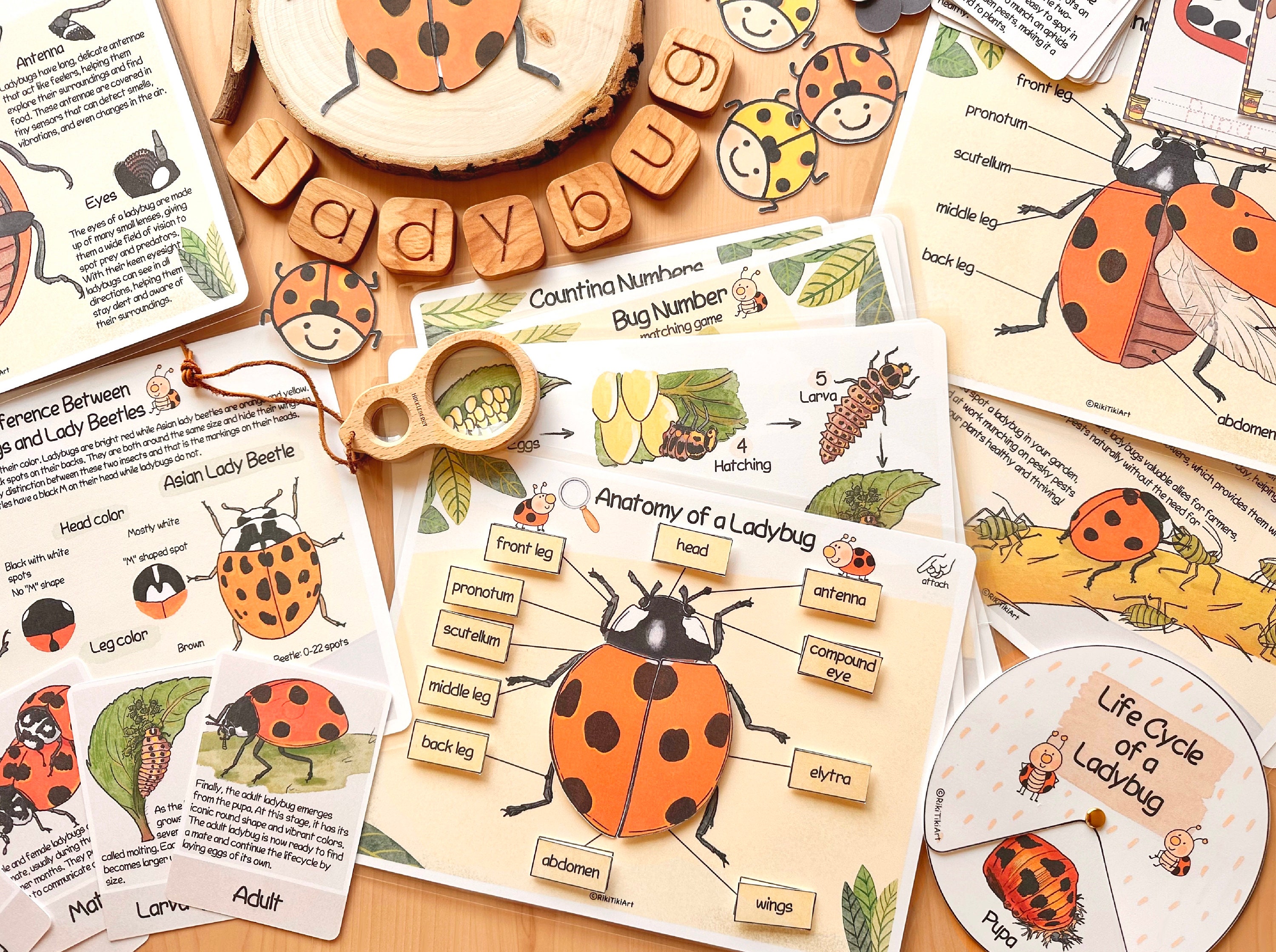 Ladybug Unit Study Homeschool Spring Printables Charlotte Mason ...