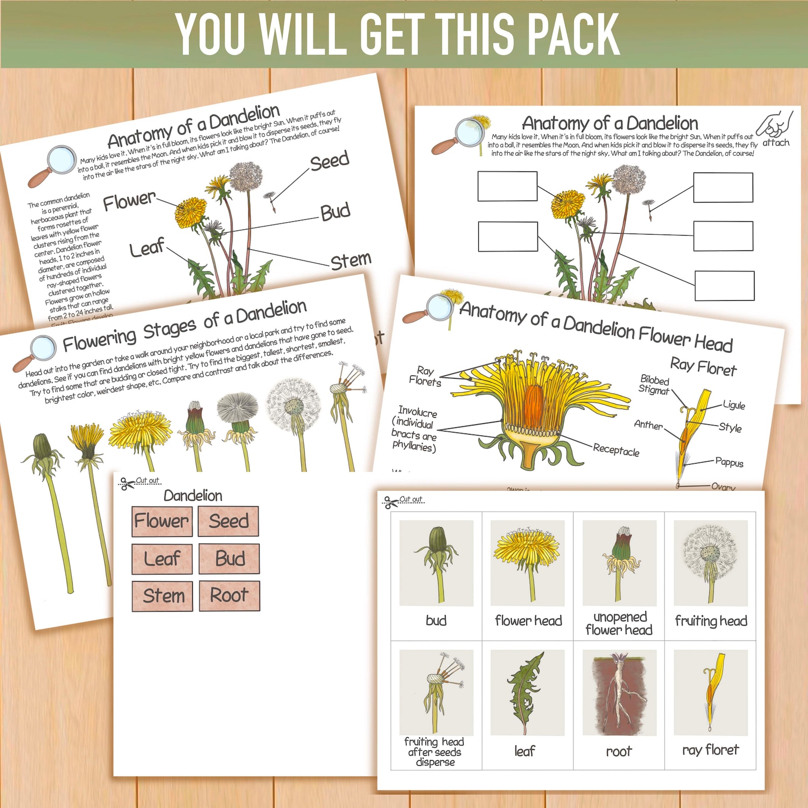 Dandelion Unit Study Charlotte Mason Learning Materials Botanical Busy ...