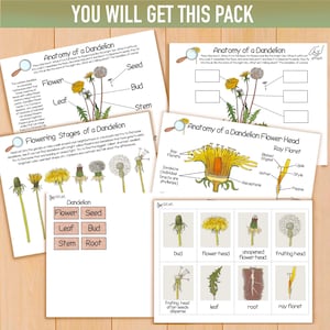 Dandelion Unit Study Charlotte Mason Learning Materials Botanical Busy ...