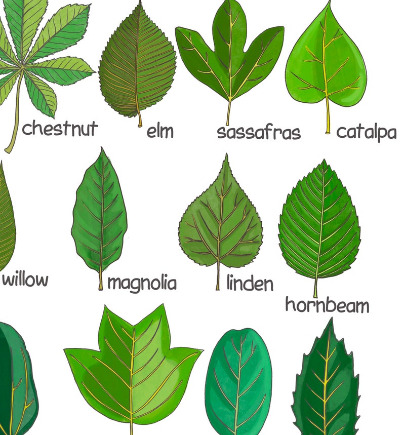 Trees Leaves Poster Homeschool Educational Posters Montessori Printable ...