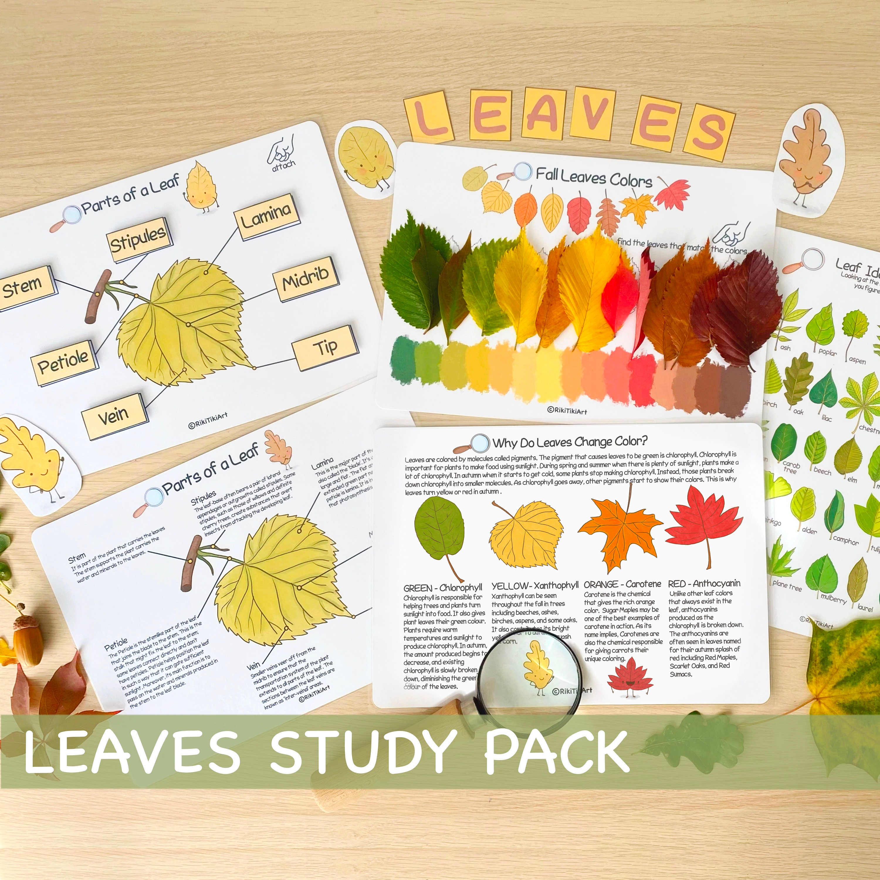 Leaves Unit Study Bundle Anatomy of a Leaf Charlotte Mason Nature Study ...