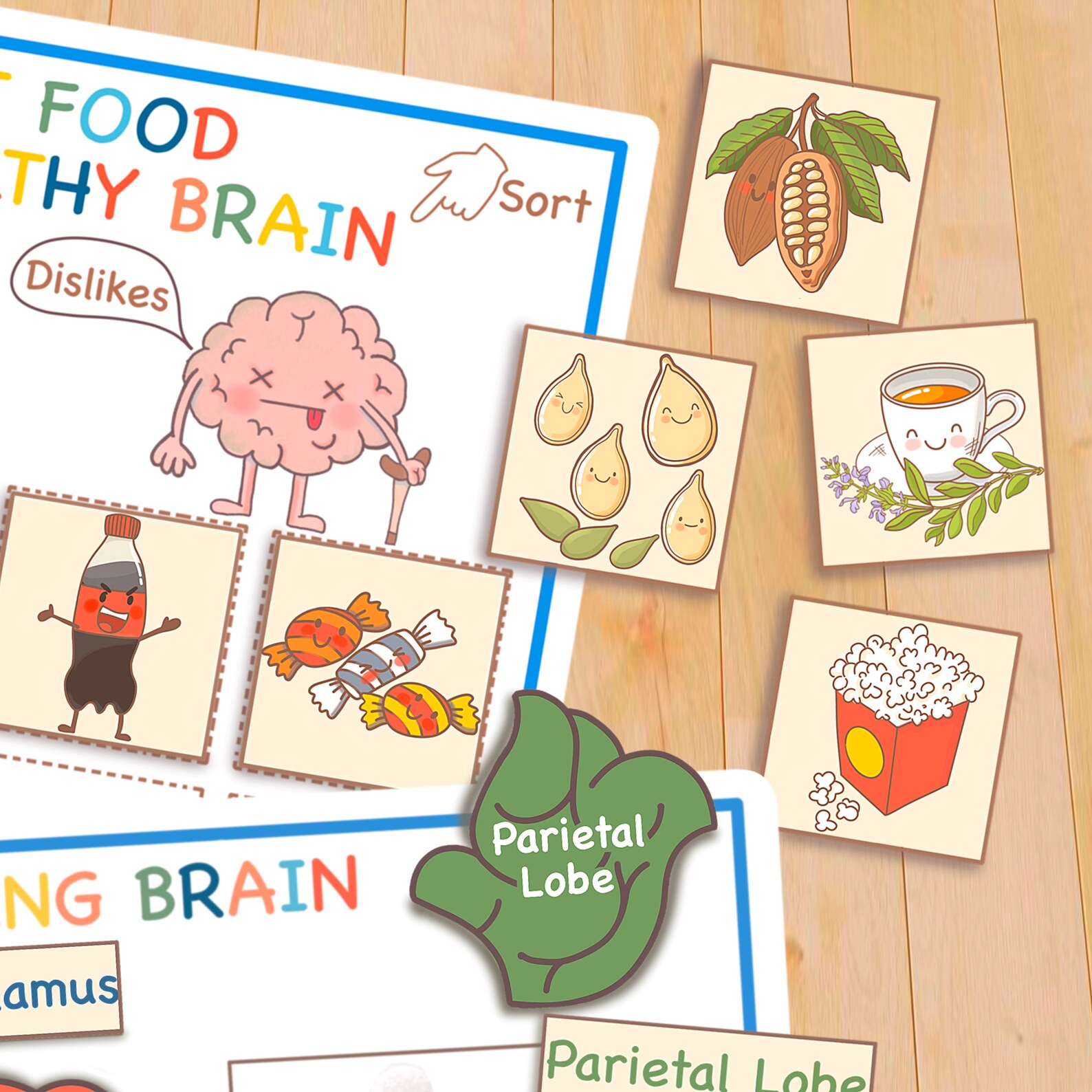 Human Brain Anatomy Bundle Printable Homeschool Curriculum - Etsy Canada