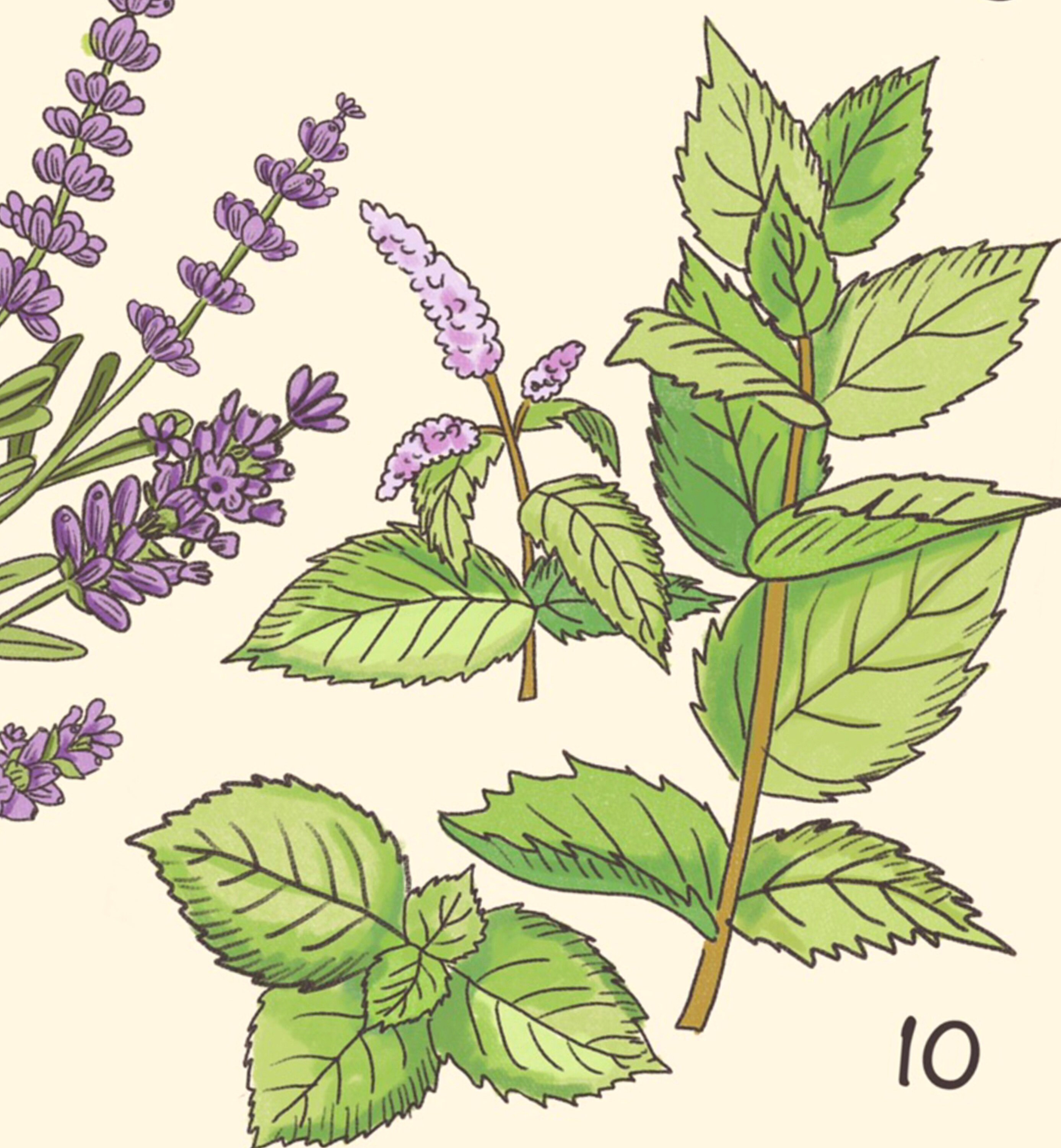 Kitchen Herbs Downloadable Prints Homeschool Educational | Etsy