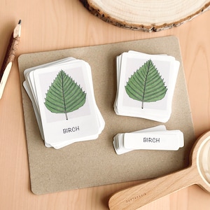 Leaves Flash Cards Leaf Identification Montessori Education Homeschool ...