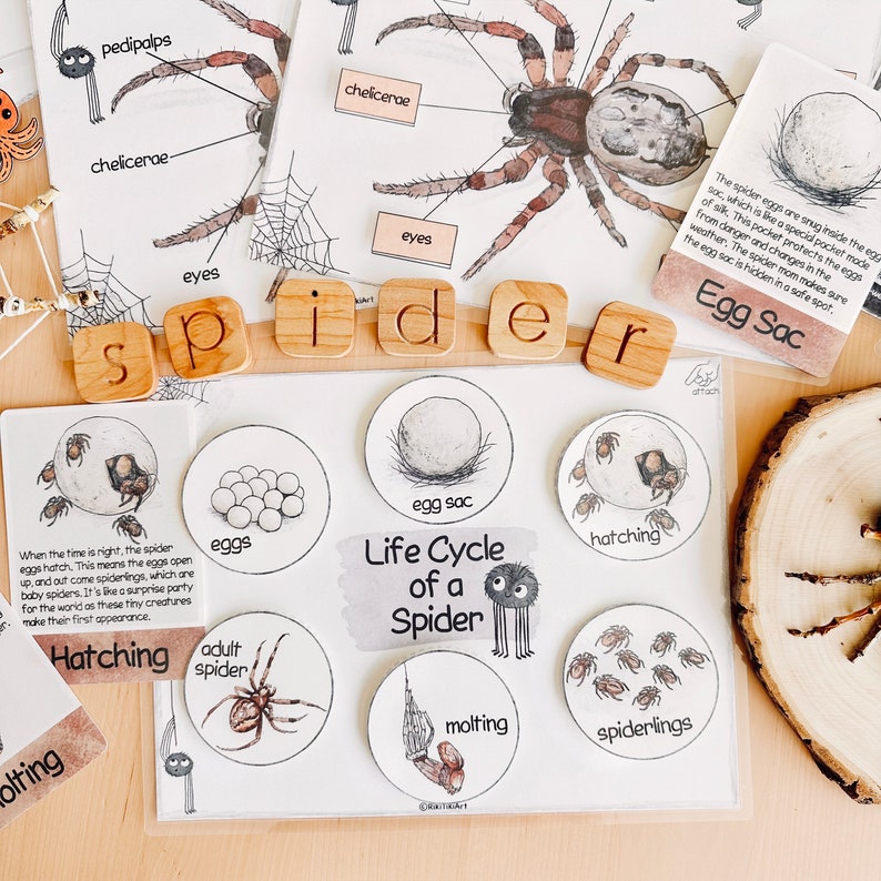 Spider Unit Study Homeschool Fall Activities Spider Life Cycle ...