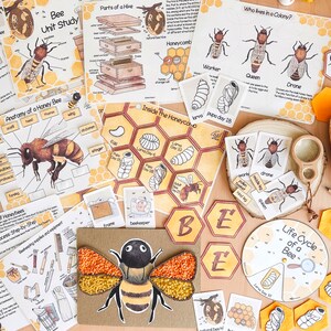 Honey Bee Unit Study Homeschool Summer Activities Bee Life Cycle ...