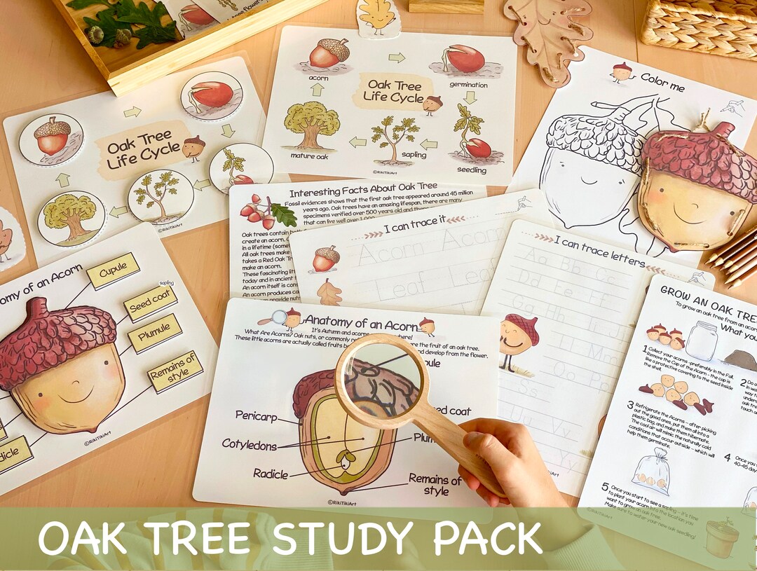 Oak Tree Unit Study Bundle Charlotte Mason Nature Study Anatomy of an ...