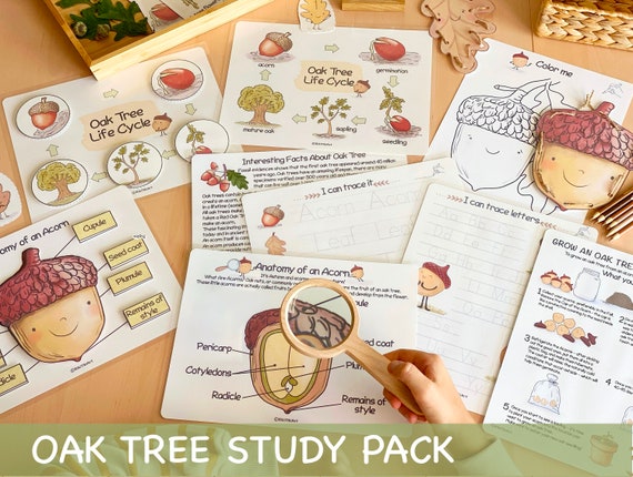 Oak Tree Unit Study Bundle Charlotte Mason Nature Study - Etsy