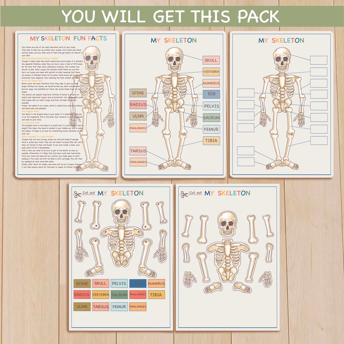 Human Skeleton Busy Book Page Printable Montessori Materials - Etsy