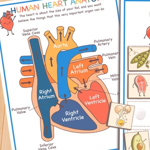 Human Anatomy Study Bundle, Anatomical Heart Homeschool Curriculum ...