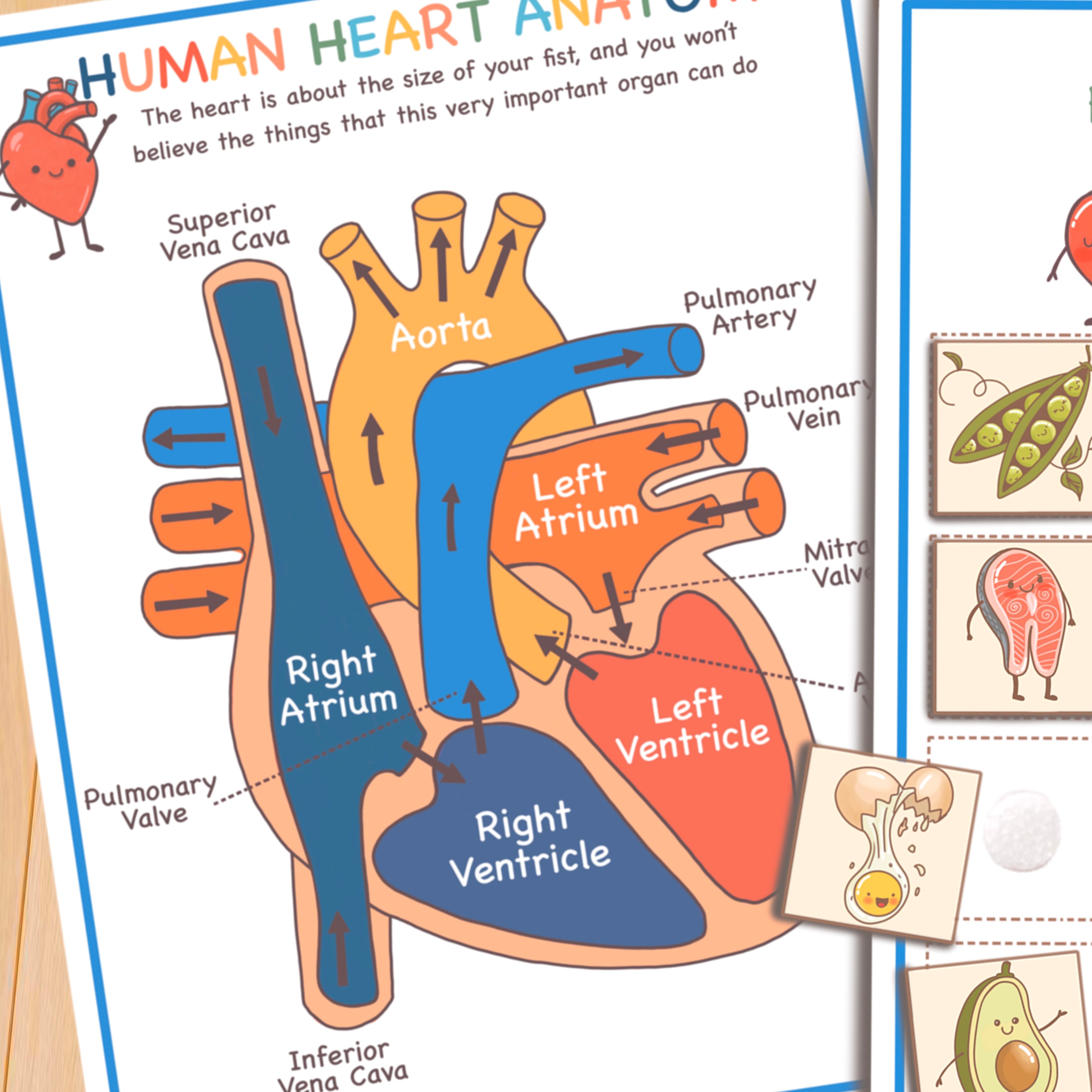 Human Anatomy Study Bundle Anatomical Heart Homeschool | Etsy