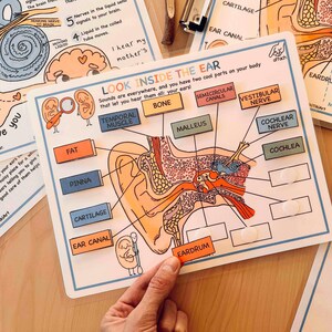 Human Ear Anatomy Bundle Preschool Worksheets Homeschool Human Body ...