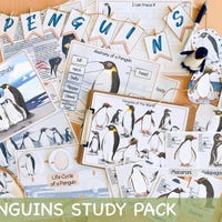 Penguin Anatomy Parts of a Penguin Parts Penguin Anatomy Display Poster All About Penguins Unit ...