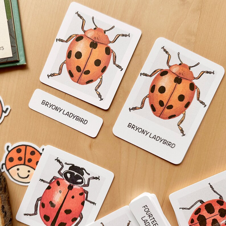 Ladybug Flashcards Homeschool Preschool Montessori Printable ...