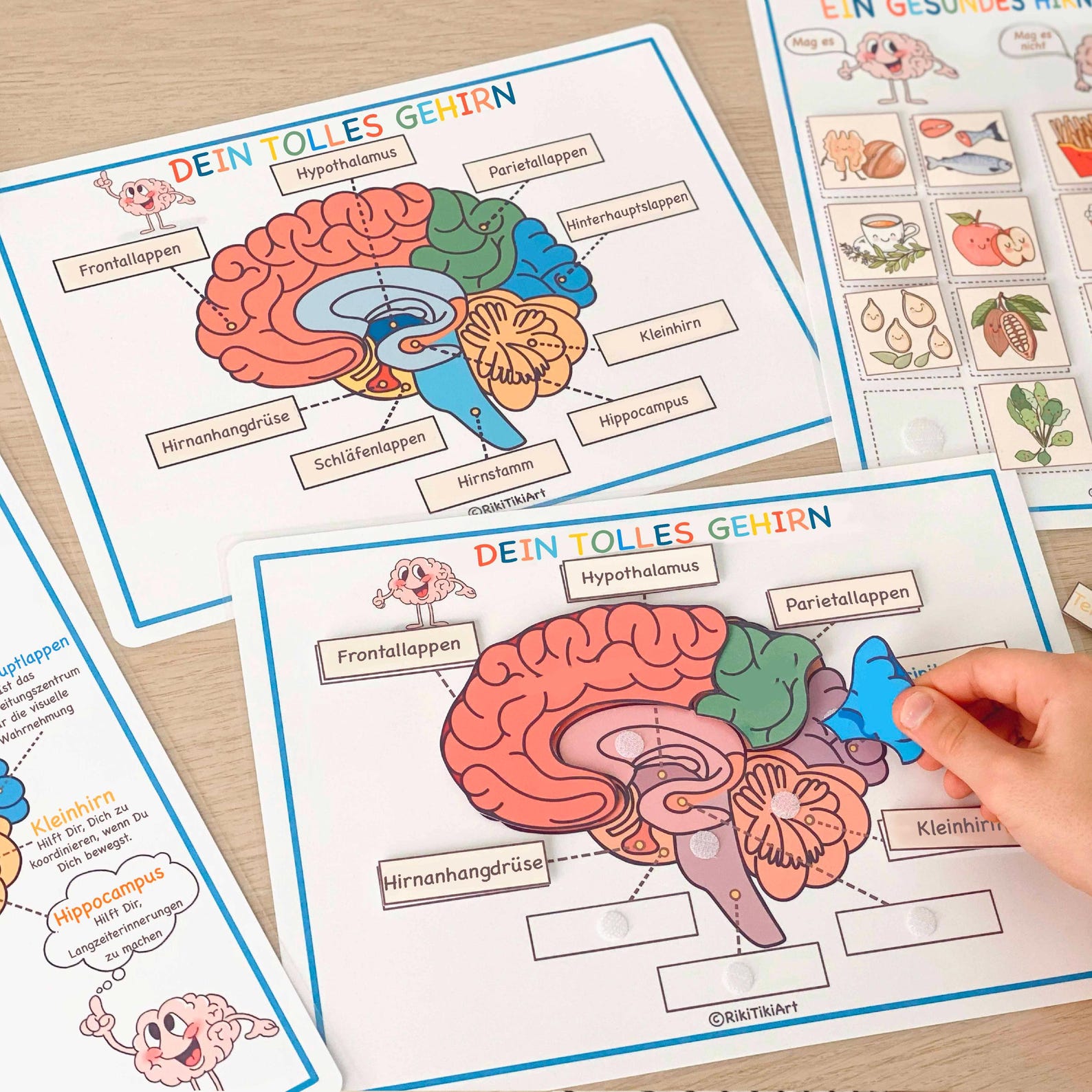 German Human Anatomy Busy Book Homeschool Human Body Unit Study ...