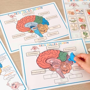 German Human Anatomy Busy Book Homeschool Human Body Unit Study ...