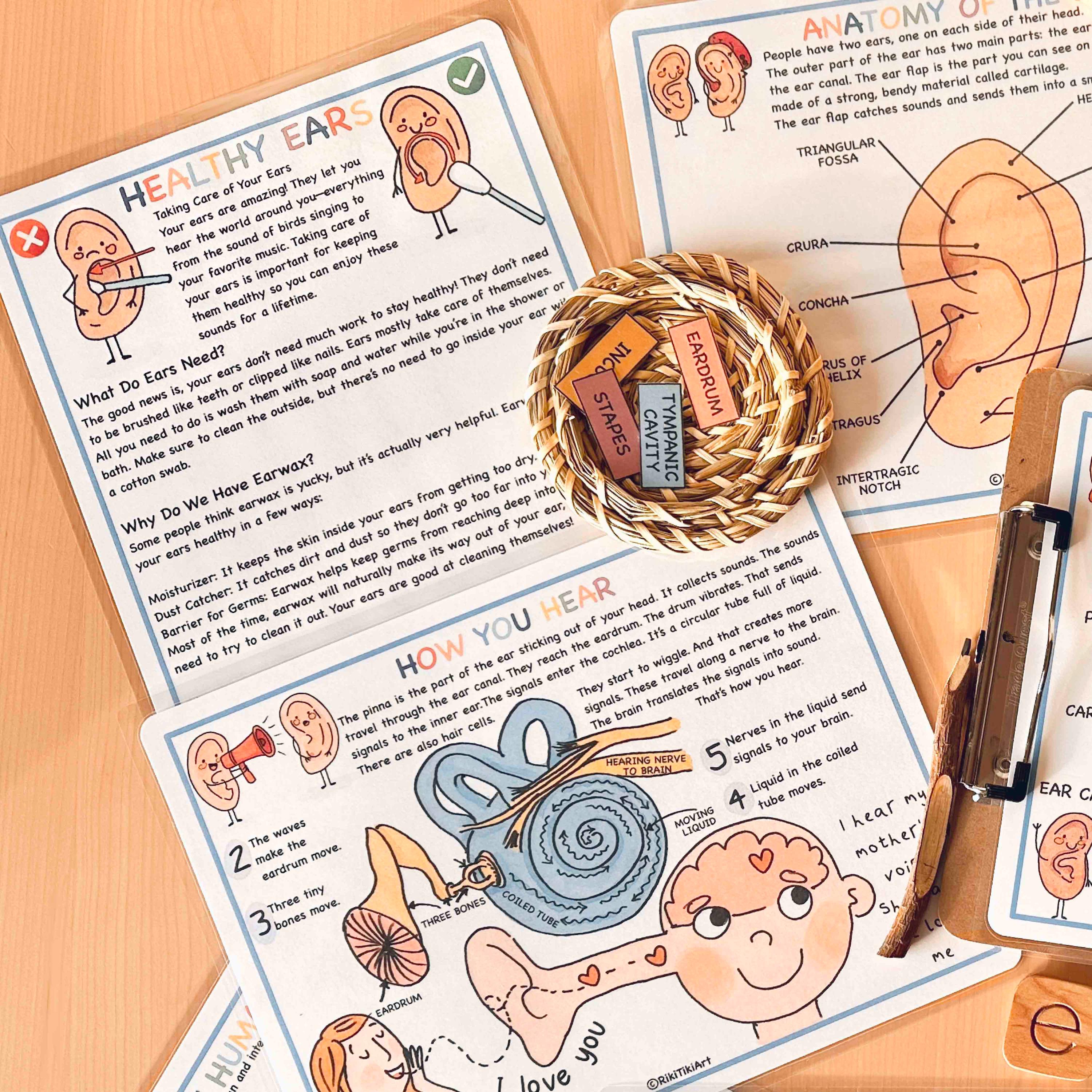 Human Ear Anatomy Bundle Preschool Worksheets Homeschool Human Body ...