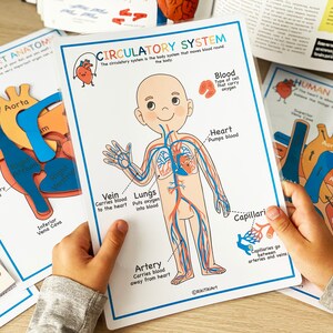 Human Anatomy Study Bundle, Anatomical Heart Homeschool Curriculum ...