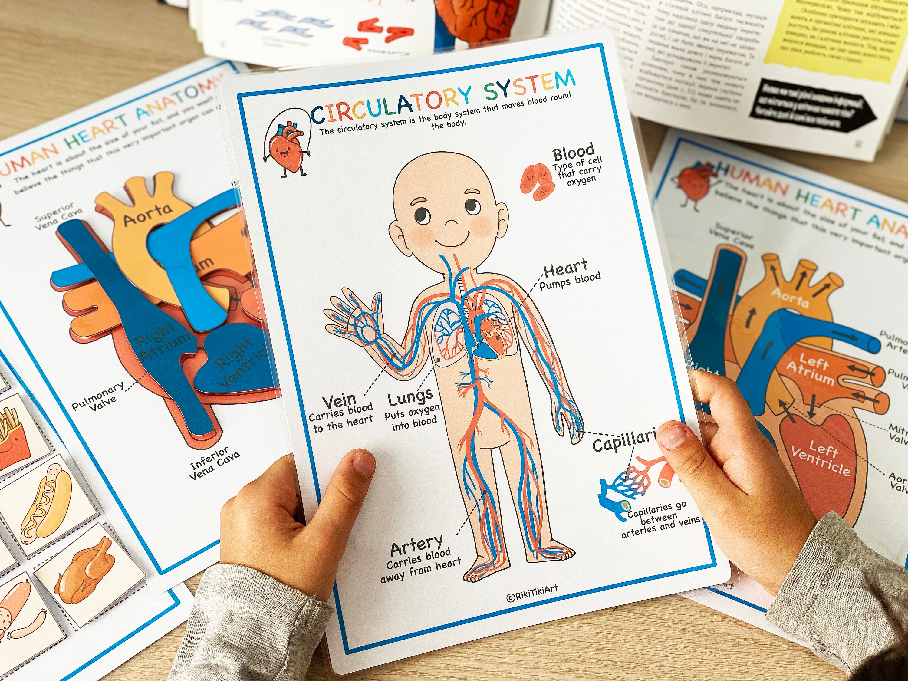 Human Anatomy Study Bundle Anatomical Heart Homeschool | Etsy