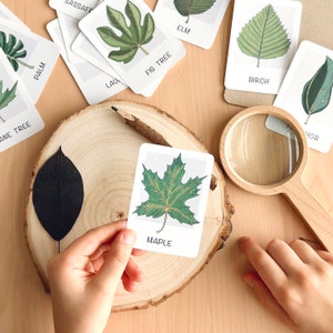 Leaf Flash Cards Leaf Identification Montessori Education Homeschool ...