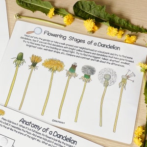 Dandelion Unit Study Charlotte Mason Learning Materials Botanical Busy ...