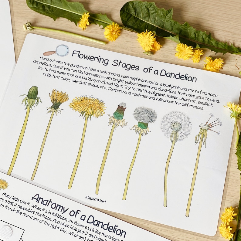 Dandelion Unit Study Charlotte Mason Learning Materials Botanical Busy ...
