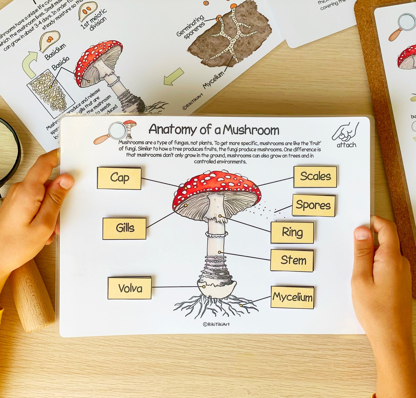 Mushrooms Unit Study Bundle Charlotte Mason Homeschool - Etsy