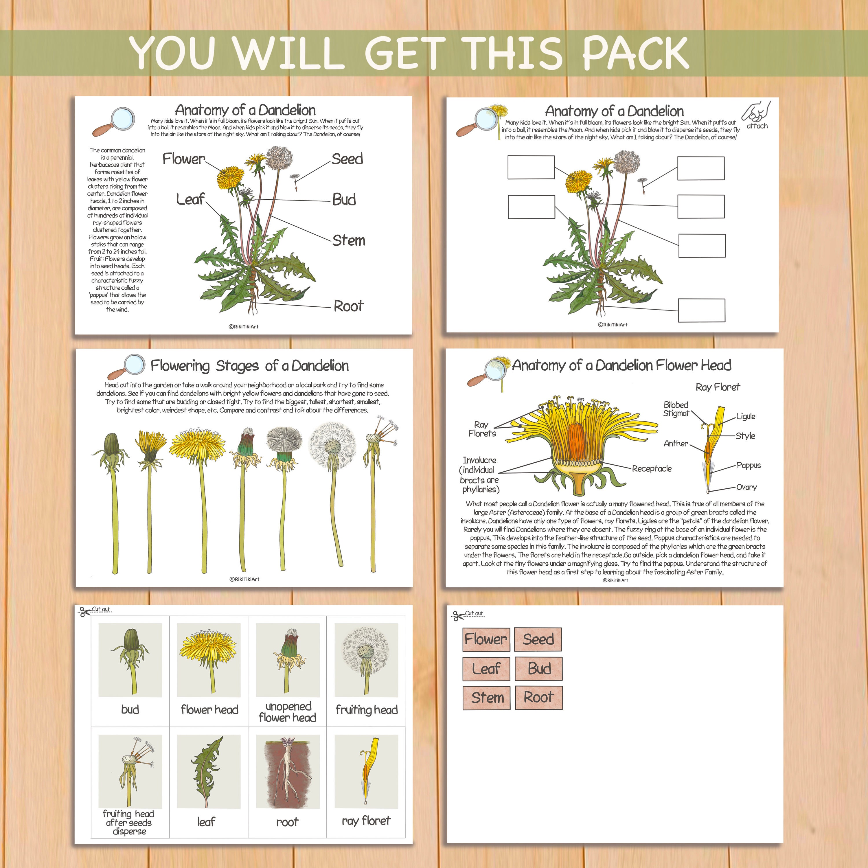 Dandelion Unit Study Charlotte Mason Learning Materials - Etsy Australia