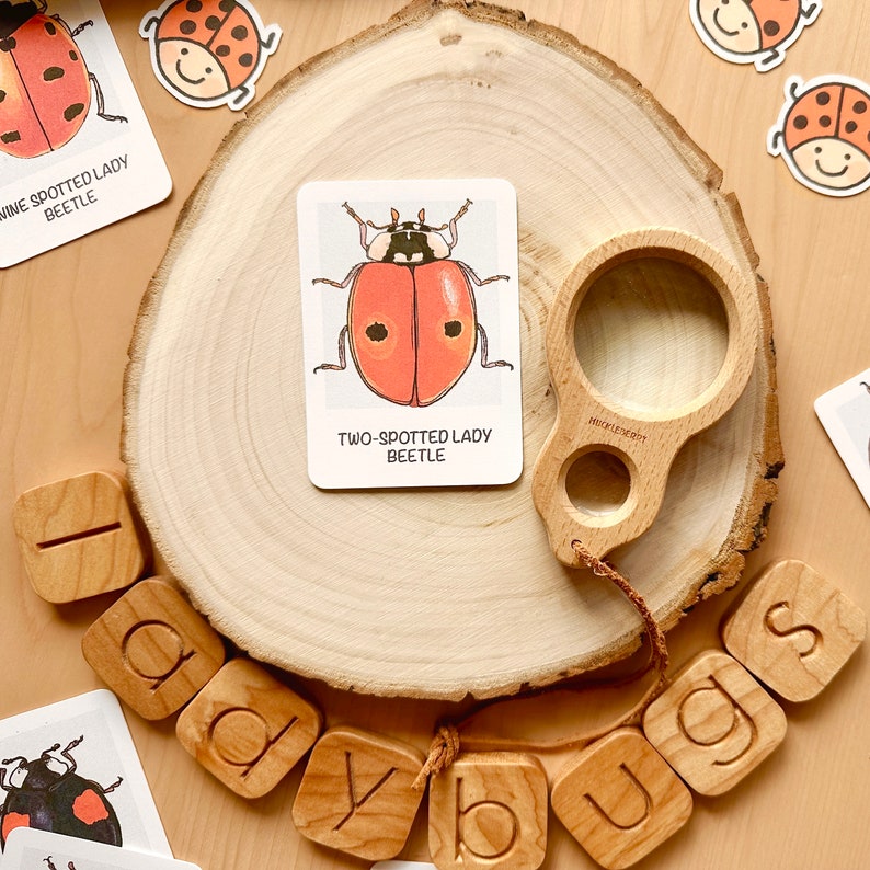 Ladybug Flashcards Homeschool Preschool Montessori Printable ...