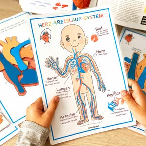 German Human Anatomy Busy Book Homeschool Human Body Unit Study ...