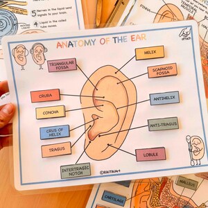 Human Ear Anatomy Bundle Preschool Worksheets Homeschool Human Body ...