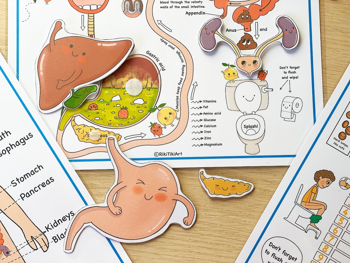 Human Digestive System Anatomy Bundle About Me Homeschool - Etsy