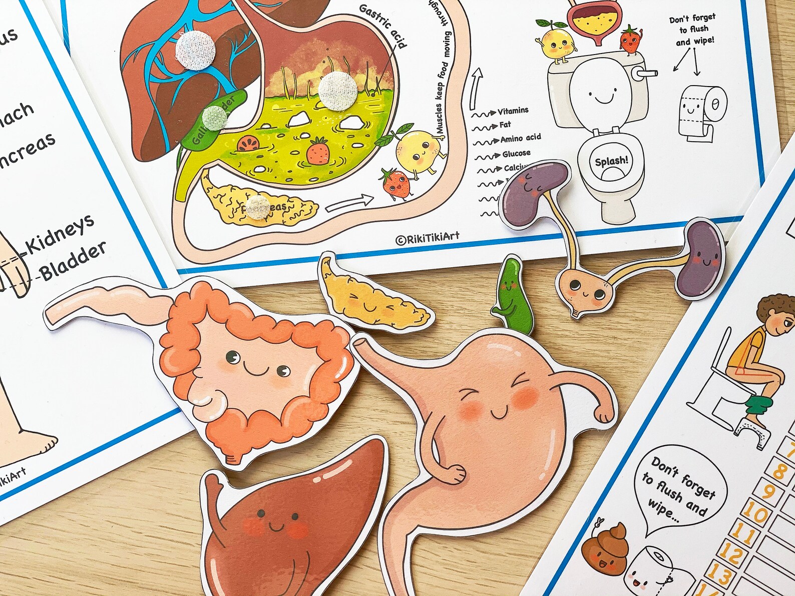 Human Digestive System Anatomy Bundle About Me Homeschool - Etsy