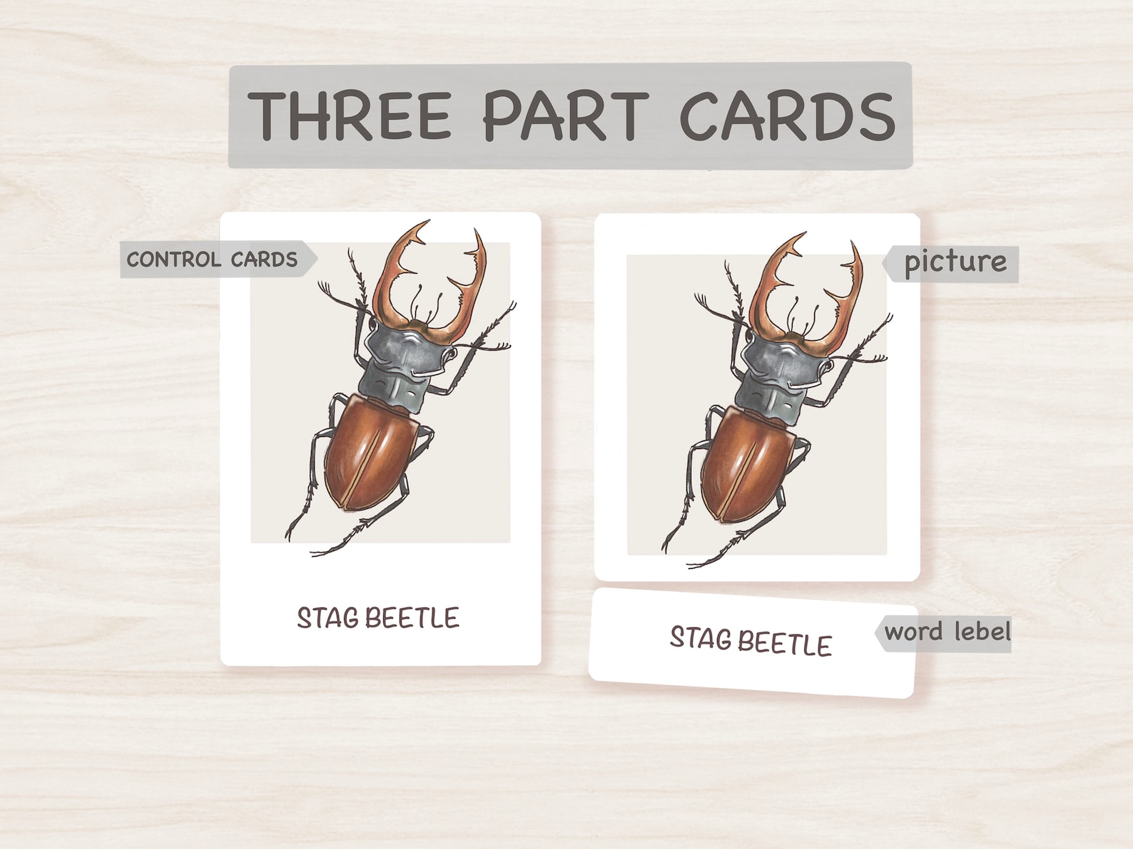 Beetles Flashcards Homeschool Montessori Materials Printable - Etsy
