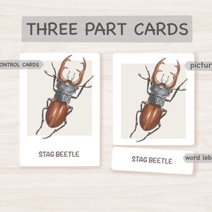 Beetles Flashcards, Homeschool Montessori Materials, Printable Toddler ...