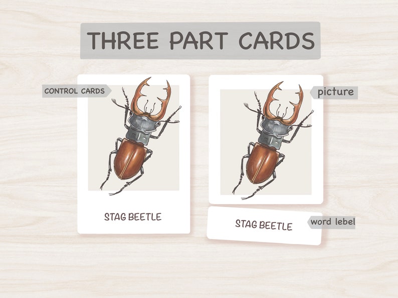 Beetles Flashcards Homeschool Montessori Materials Printable - Etsy