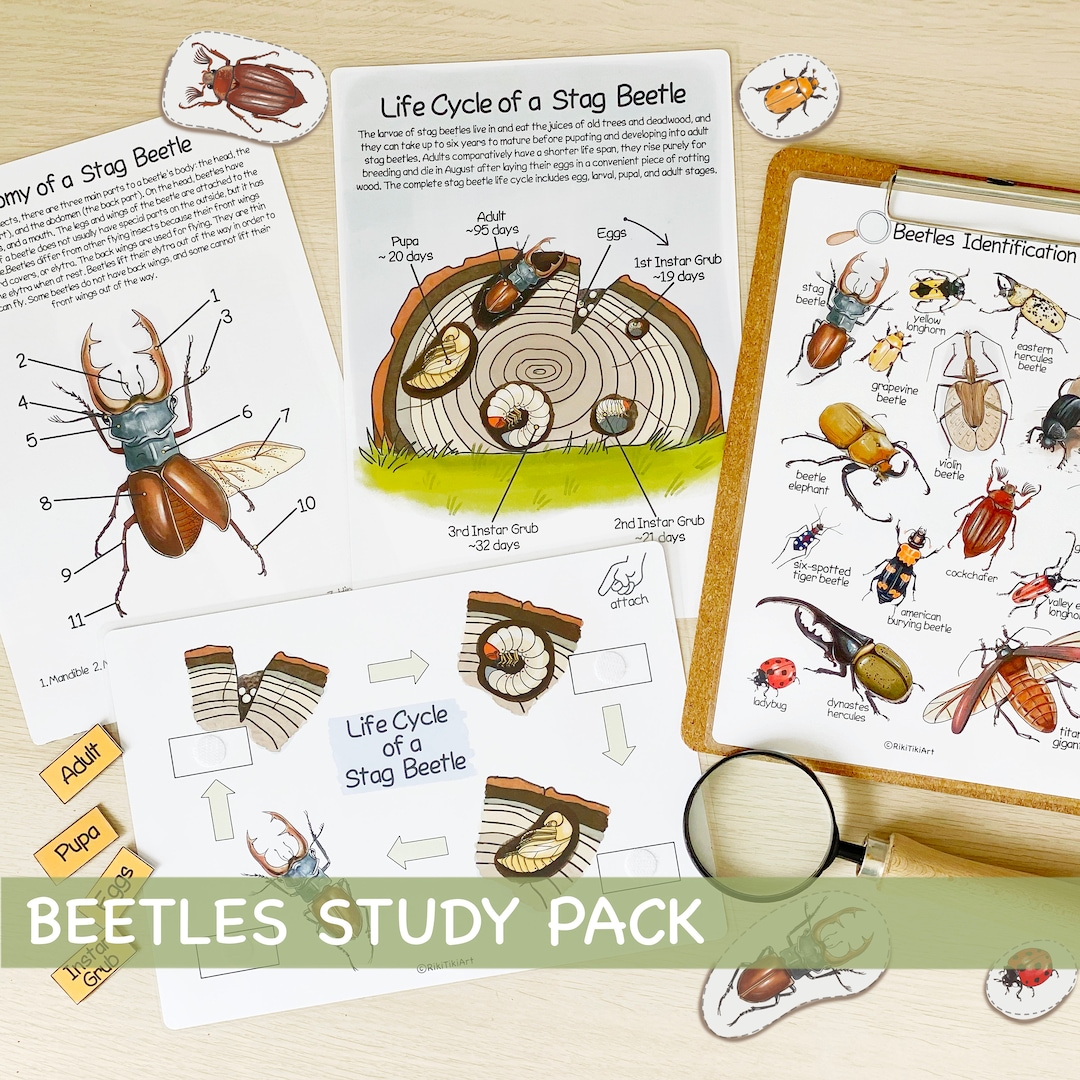 Beetles Unit Study Homeschool Learning Bundle Charlotte Mason Printable ...