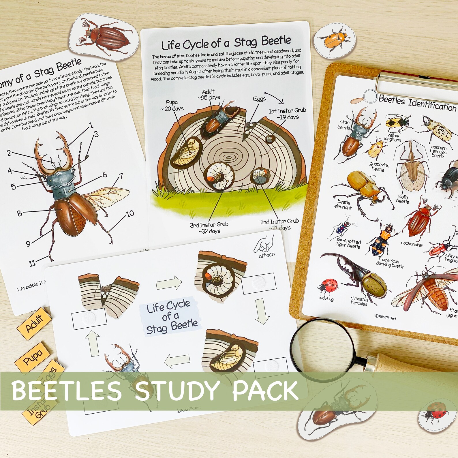 Beetles Unit Study Homeschool Learning Bundle Charlotte Mason - Etsy
