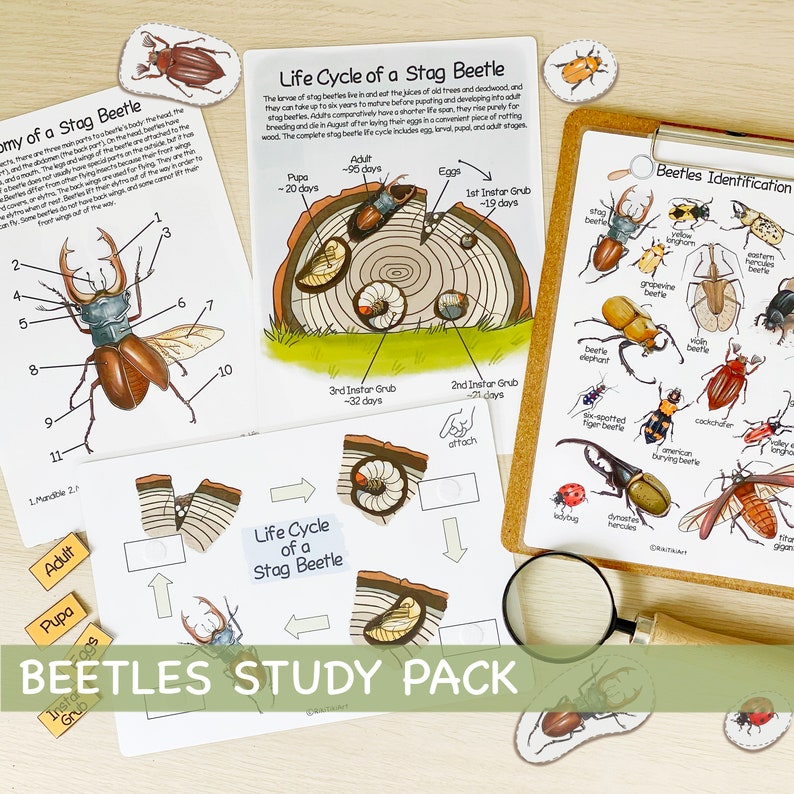 Beetles Unit Study Homeschool Learning Bundle Charlotte Mason - Etsy
