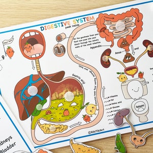 Human Digestive System Anatomy Bundle, About Me Homeschool Curriculum ...