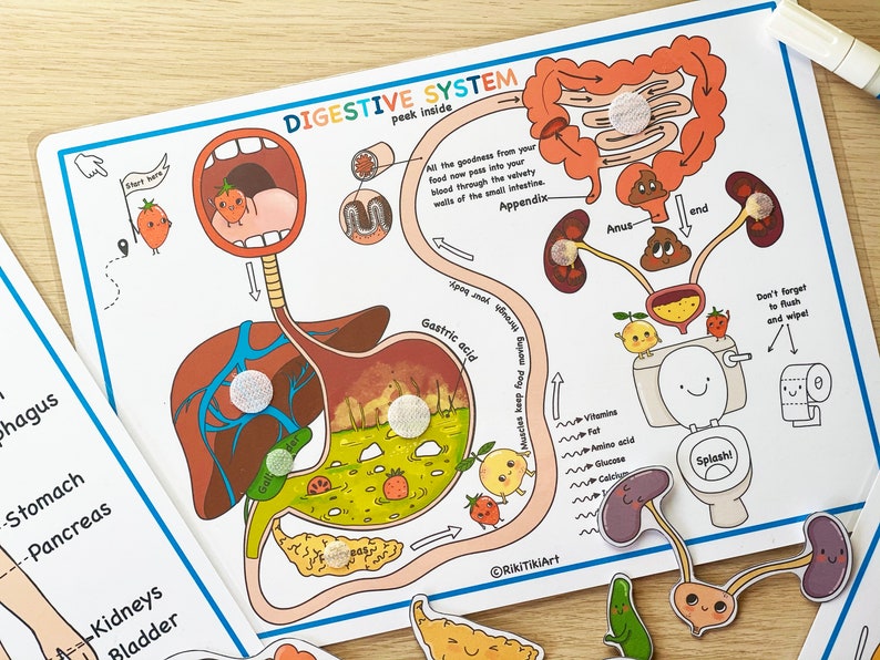 Human Digestive System Anatomy Bundle About Me Homeschool - Etsy