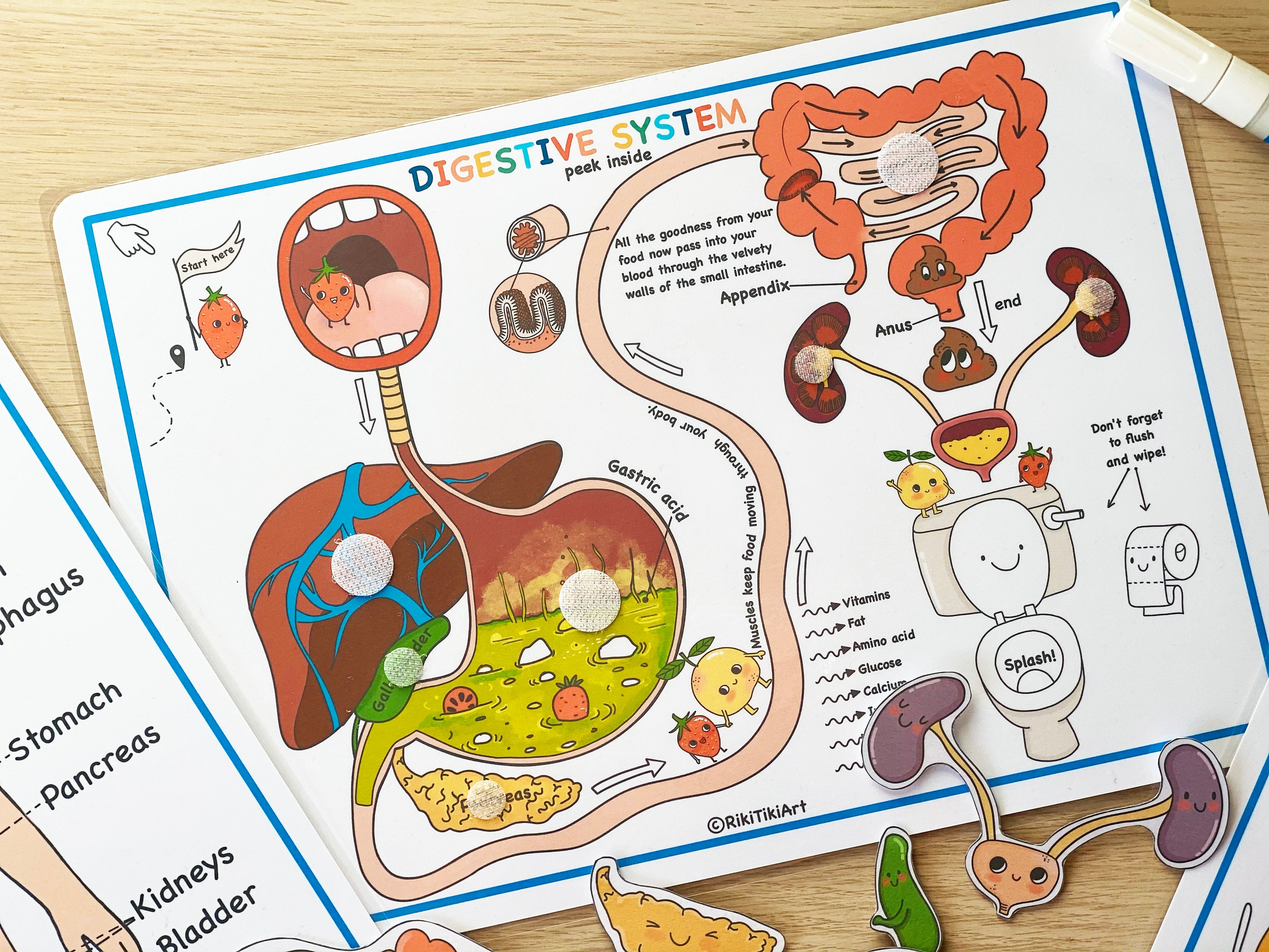 Human Digestive System Anatomy Bundle About Me Homeschool | Etsy