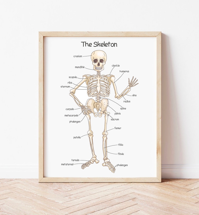 Human Skeleton Poster for Kids Human Bones Downloadable Prints - Etsy