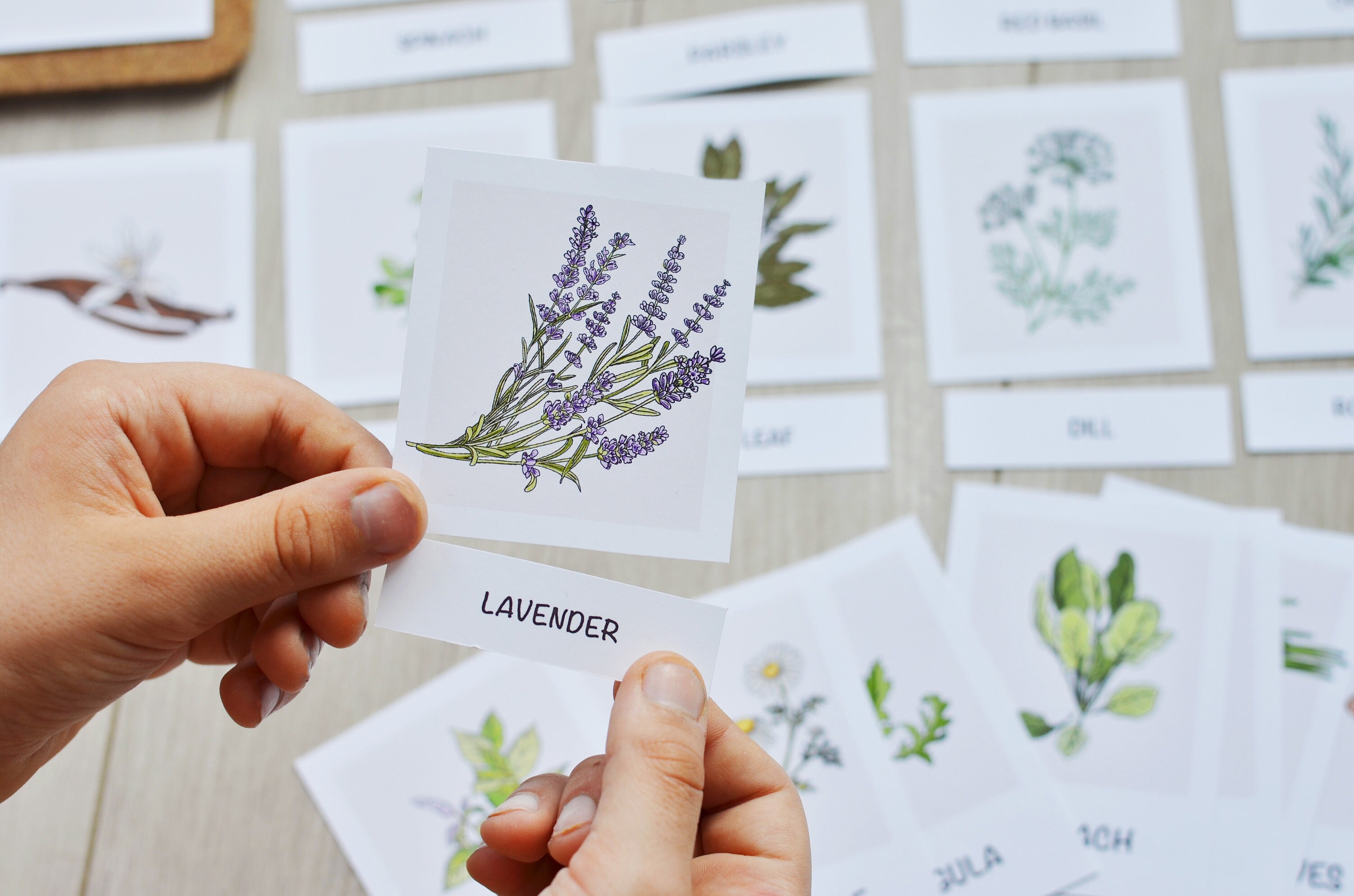 Herbs Flashcards Printable Montessori Materials Preschool | Etsy UK