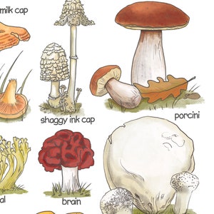 Mushroom Poster Homeschool Educational Posters for Toddlers Nature ...