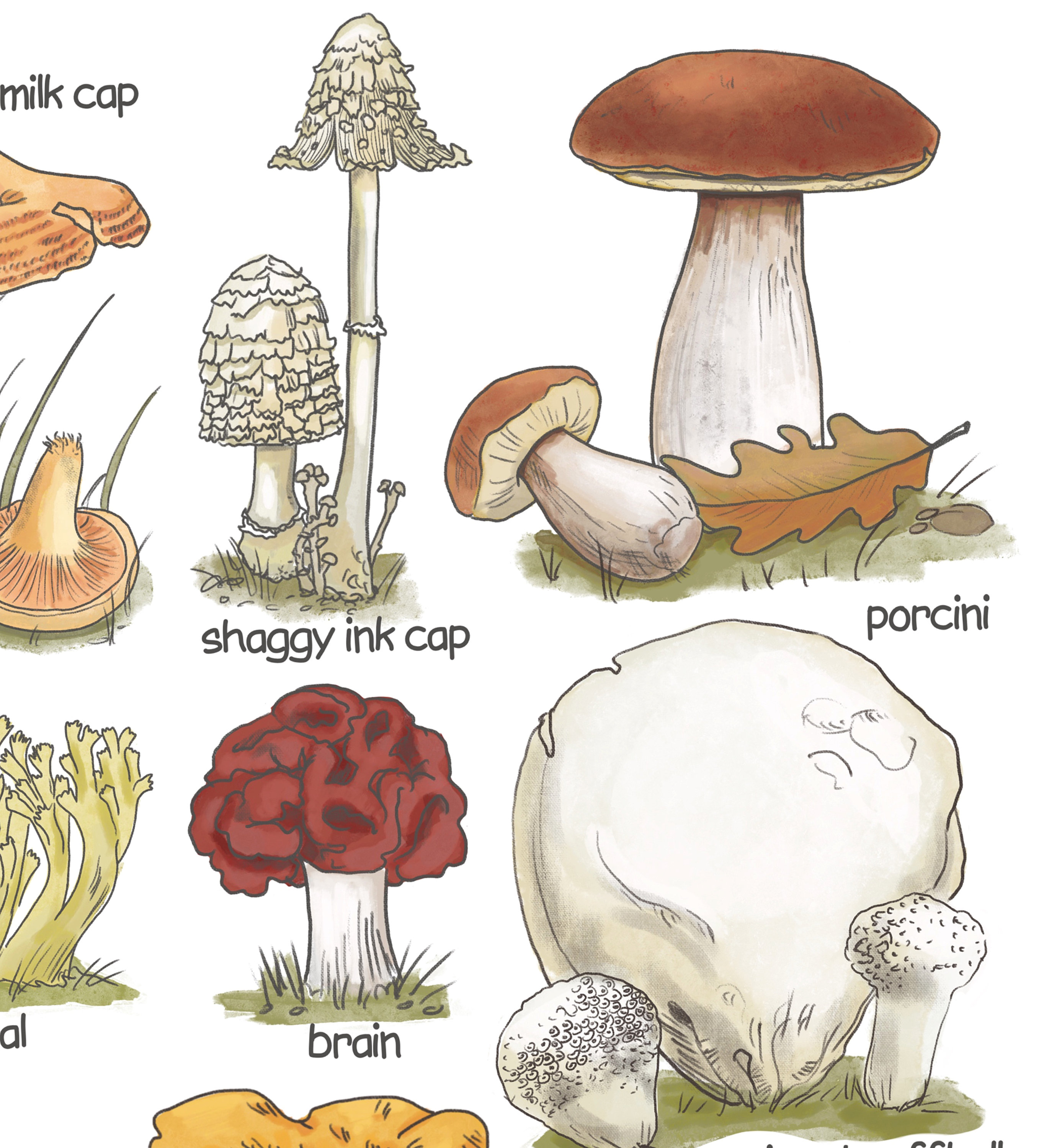 Mushroom Poster Homeschool Educational Posters for Toddlers Nature ...
