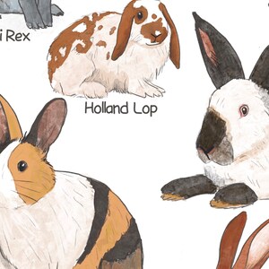 Rabbits Poster Educational Homeschool Decor Bunnies Breeds Watercolor ...