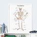 Human Skeleton Poster for Kids Human Bones Downloadable Prints ...